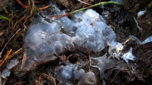 Next On The Ænigma Project – The Oakville Blobs | Springwolf Reflections