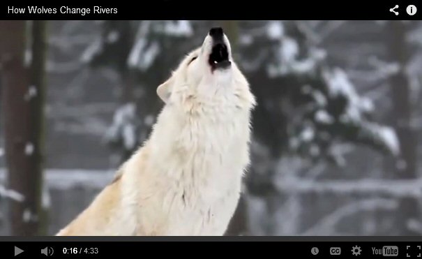 We Are All InterConnected | Springwolf Reflections