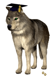 Sunday Homily: Have Faith, Not Hope | Springwolf Reflections